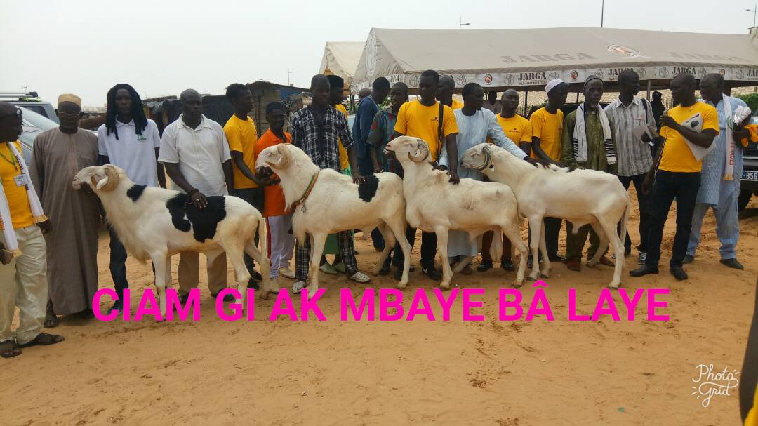 Cérémonie de remise de géniteurs Ladoum aux éleveurs de Diourbel ...