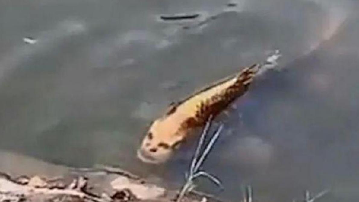 Insolite: Un poisson au visage "humain" devient la nouvelle star de Twitter