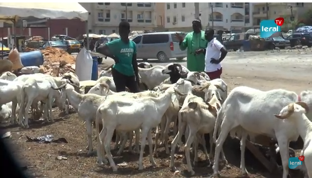 Tabaski 2023 : L’inquiétude plane sur la disponibilité des moutons et ...
